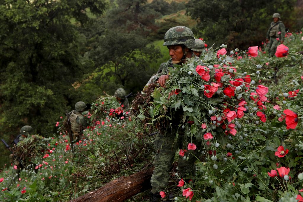 As opium poppies bloom, Mexico seeks to halt heroin trade