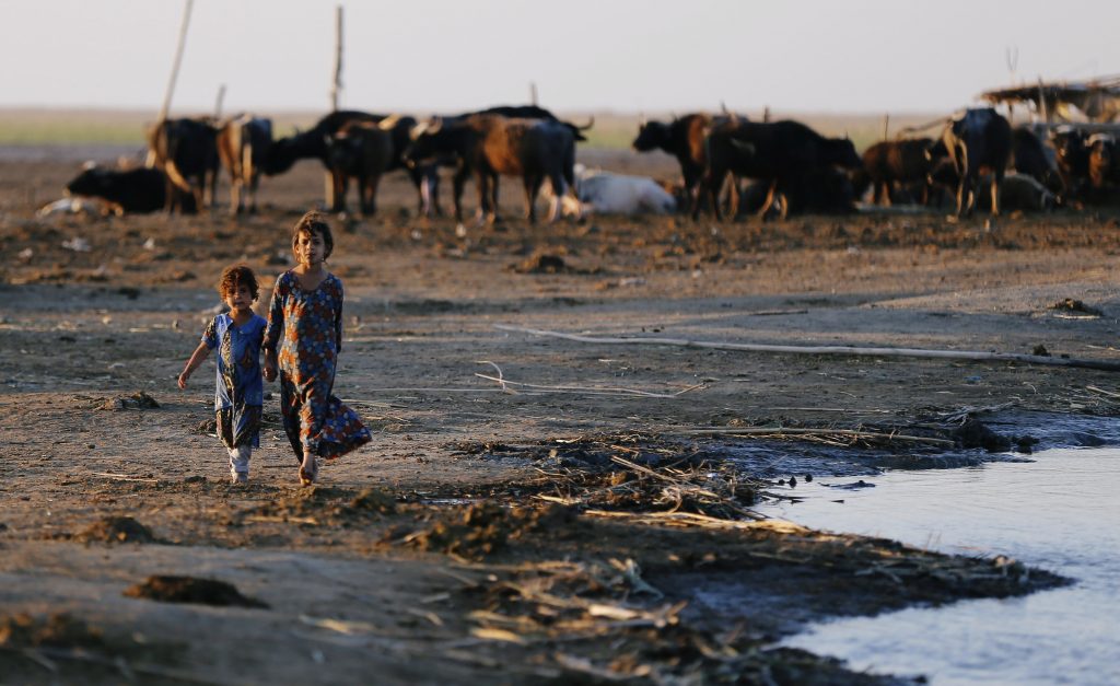 'Water is life': unexpected rainfall revives Iraq's historic marshlands