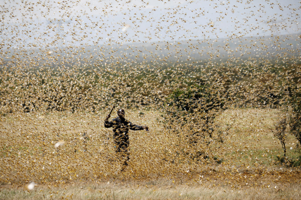 Running out of time: East Africa faces new locust threat | The Jim ...