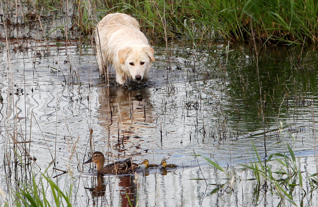 Moscow rounds up stray animals, kills rats over coronavirus fears | The ...