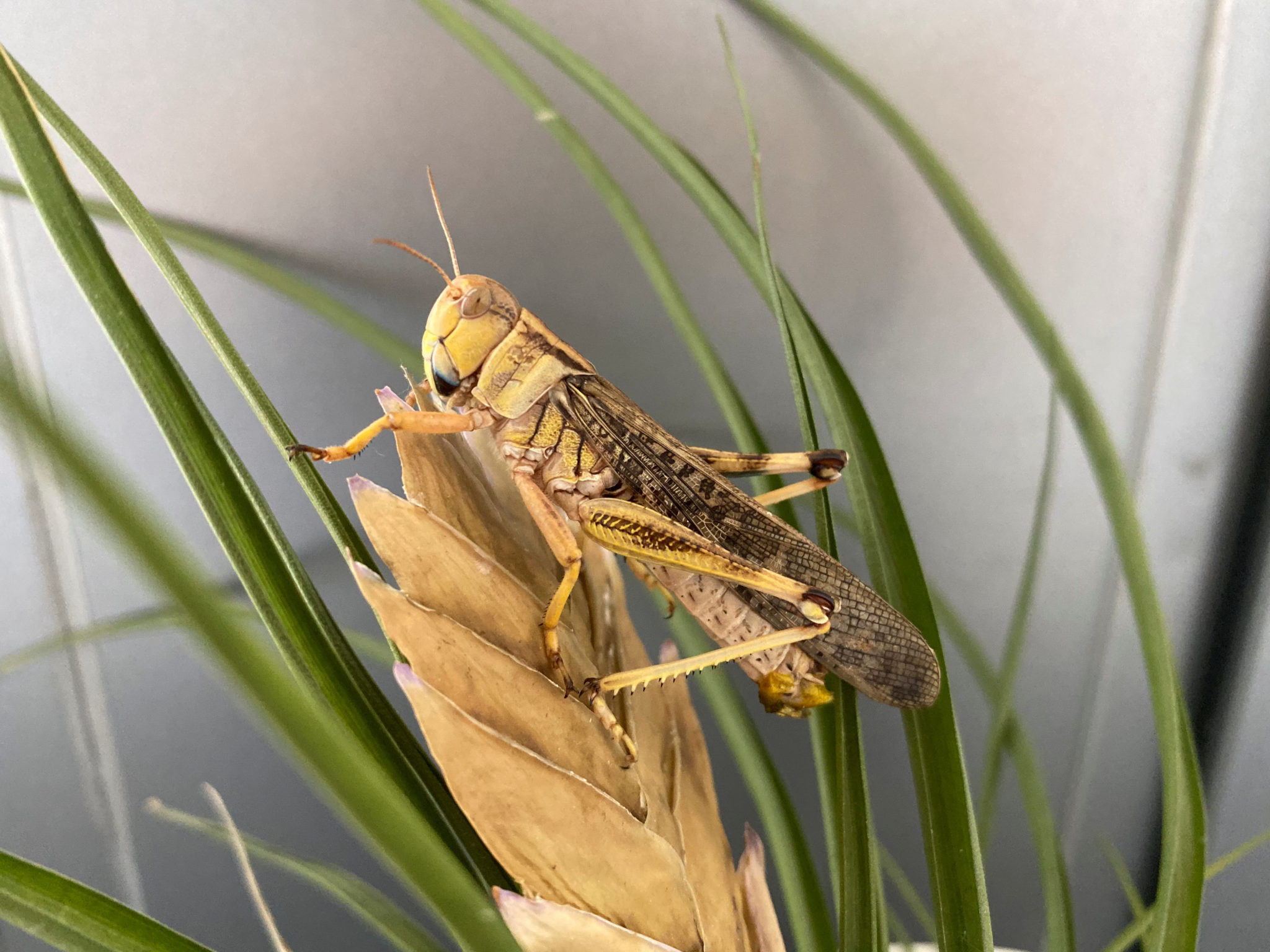 Chemical signal for locust swarming identified in step toward curbing ...