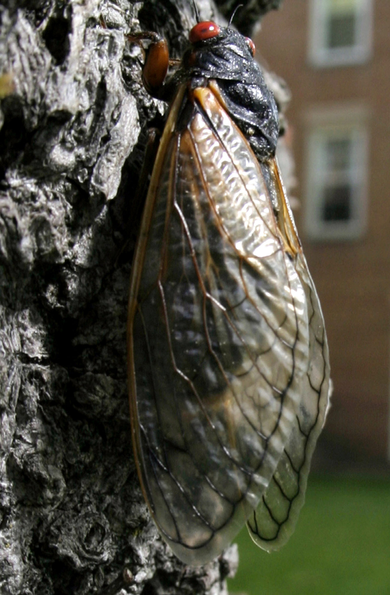'A loud month, for sure': U.S. awaits huge, 17-year cicada hatch | The ...