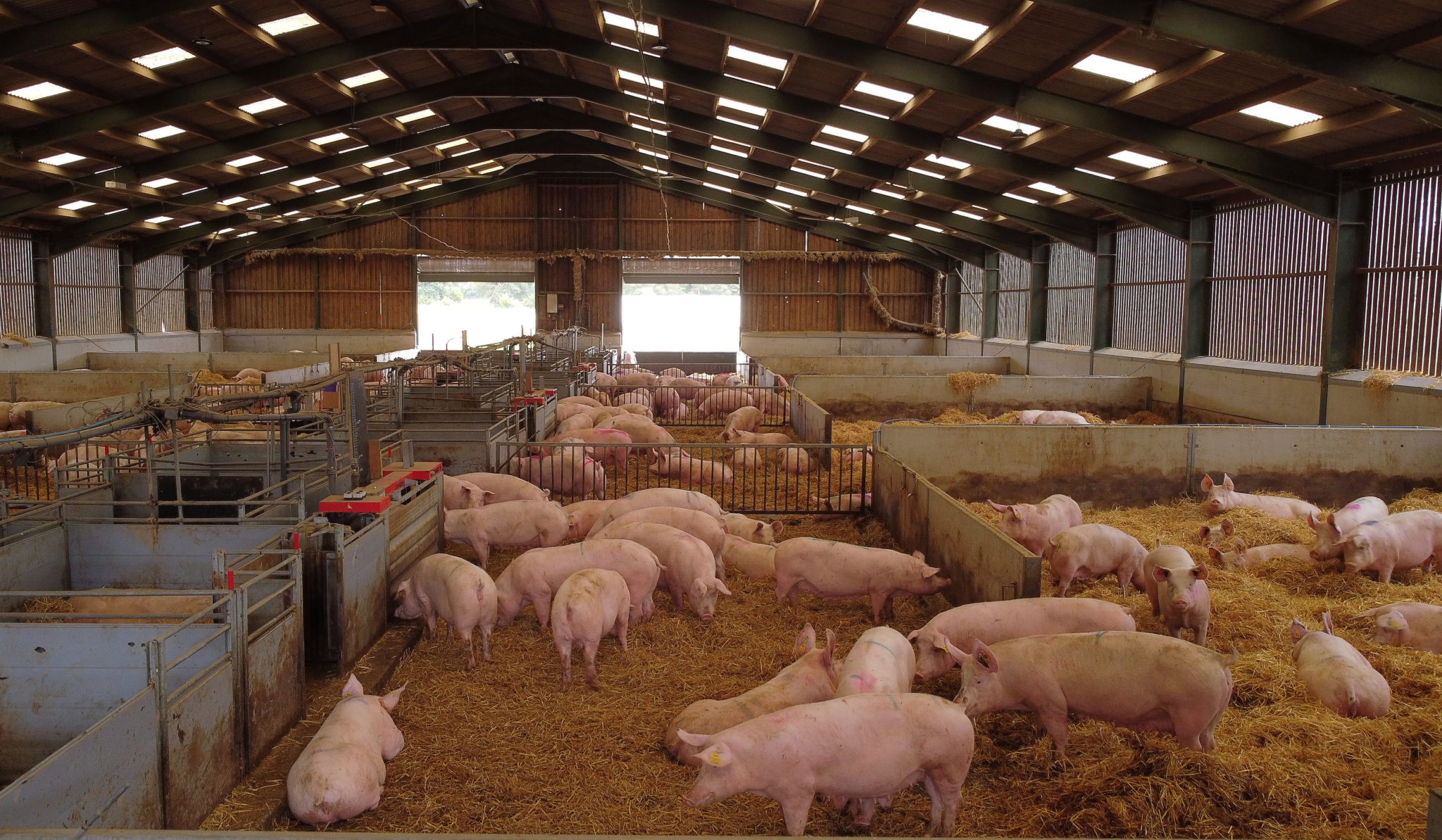 Desperate British pig farmers tell Johnson: Ease immigration rules ...