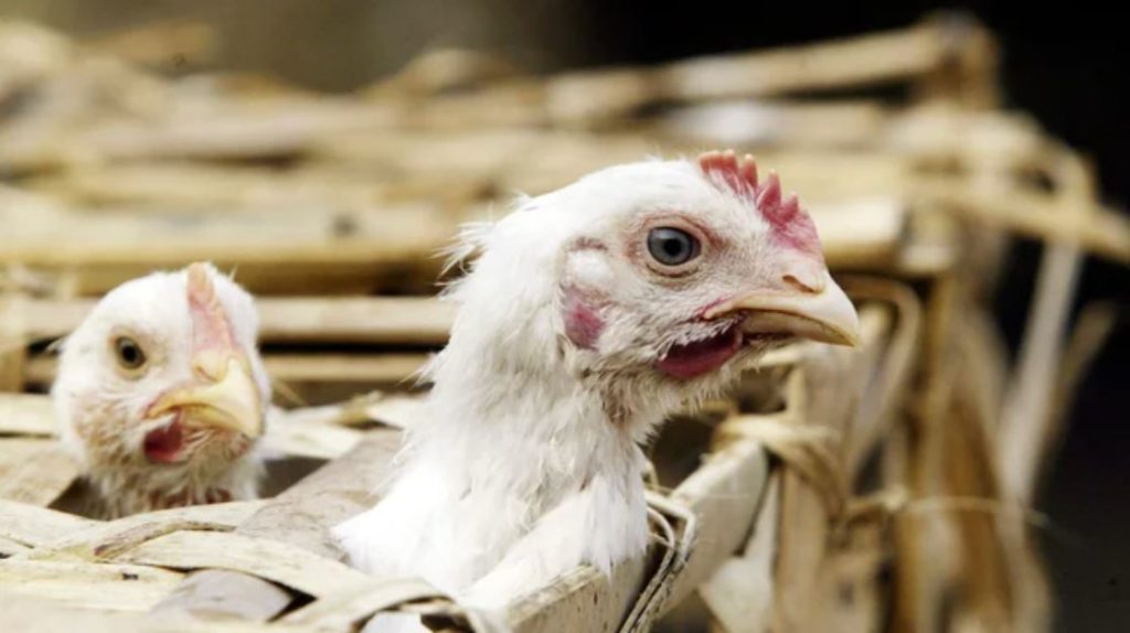 Avian Flu Spreads into Nebraska 570K Chickens to be Disposed Of | The ...