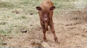 Prophetic excitement in Israel as Texas Red Heifers arrive | The Jim ...
