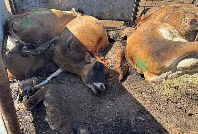 H5N1 causing California cows to drop dead | The Jim Bakker Show